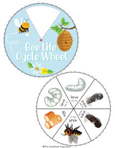 All About Bees Lifecycle Lapbook Science Research Project - The ...